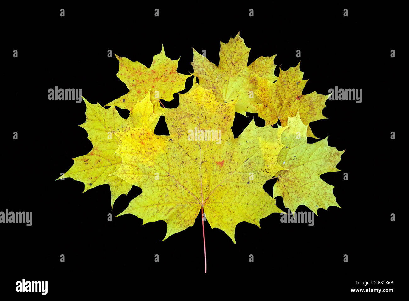 Maple tree leaves hi-res stock photography and images - Alamy