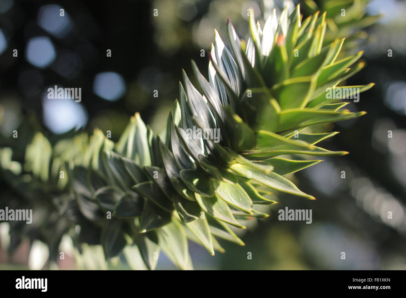 Close up of monkey puzzle tree with sharp green leaves on branches with ...