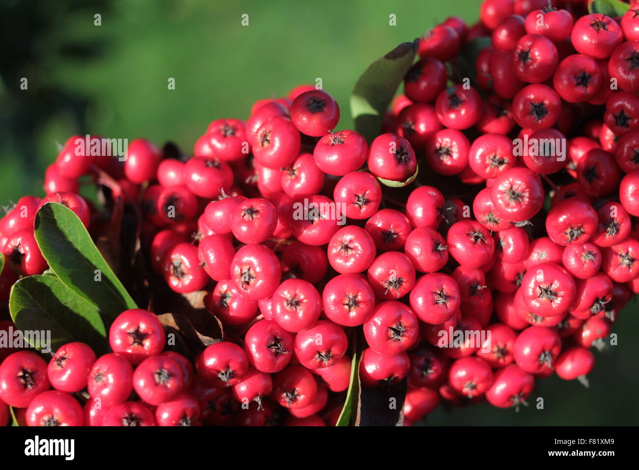 Red Christmas berries Stock Photo - Alamy