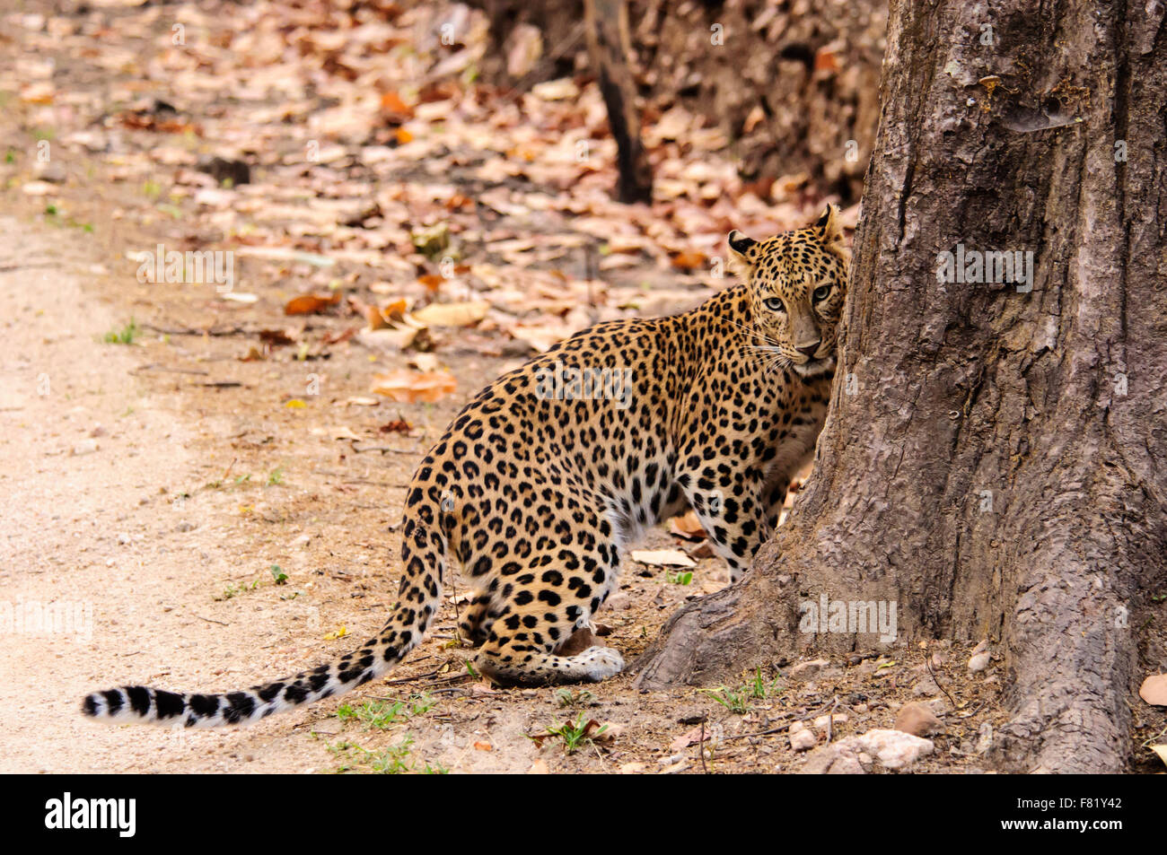 A shy female Leopard Stock Photo - Alamy