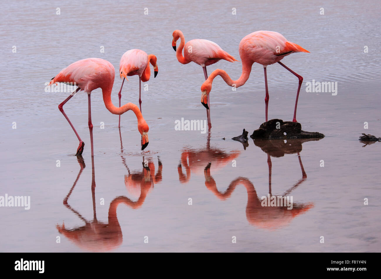 Flamingos in reflection Stock Photo - Alamy