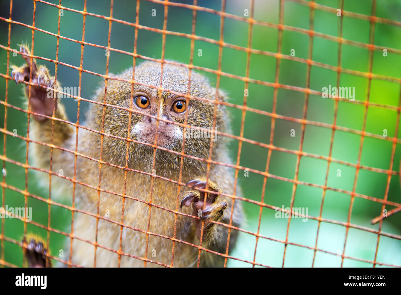 Pygmy monkey in a cage near Iquitos, Peru. The pygmy monkey is the ...