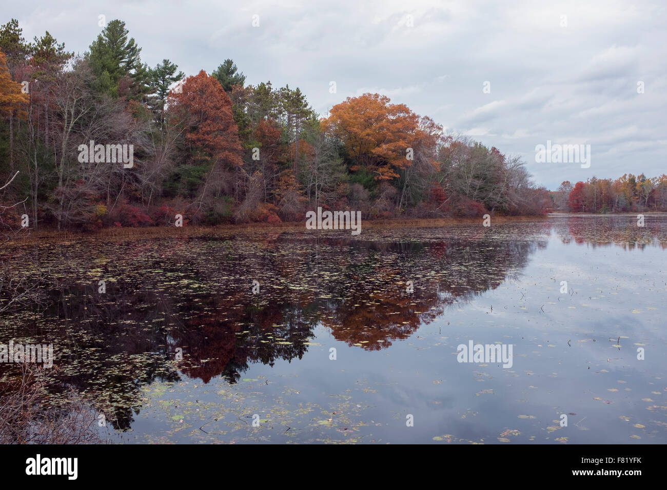 Late autumn trees hi-res stock photography and images - Alamy