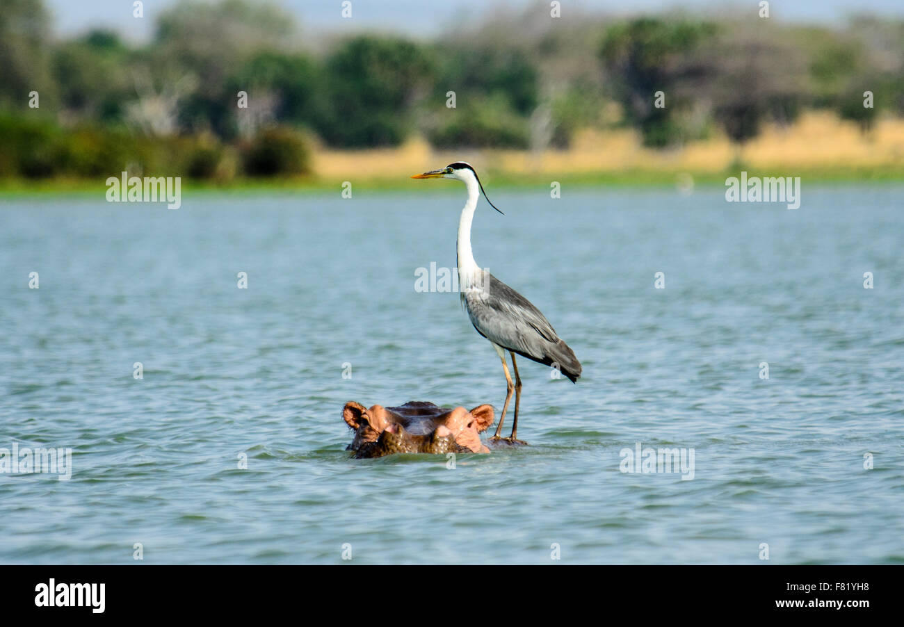 Heron hitching a ride on the back of a Hippo Stock Photo - Alamy