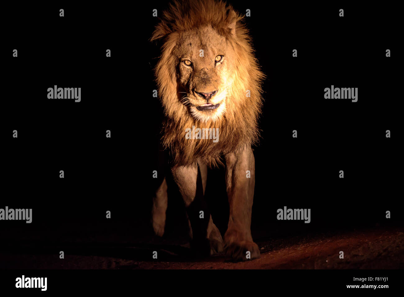 Male Lion coming towards the safari vehicle at night Stock Photo - Alamy