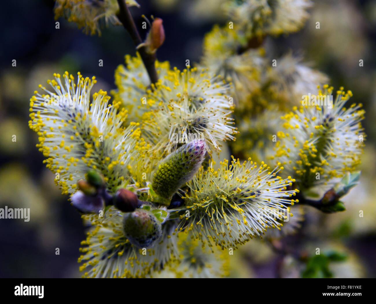 Uk catkin hi-res stock photography and images - Alamy