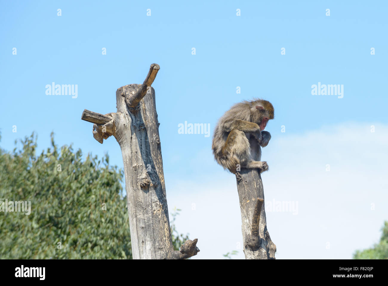 nice monkey sitting on a trunk watching around Stock Photo - Alamy