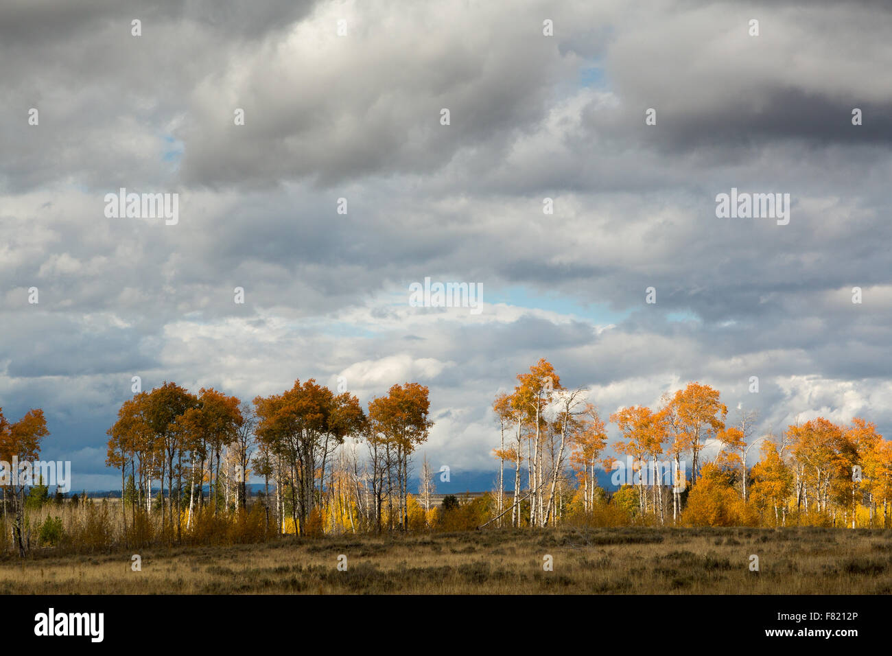 Aspen trees jackson hole hi-res stock photography and images - Alamy