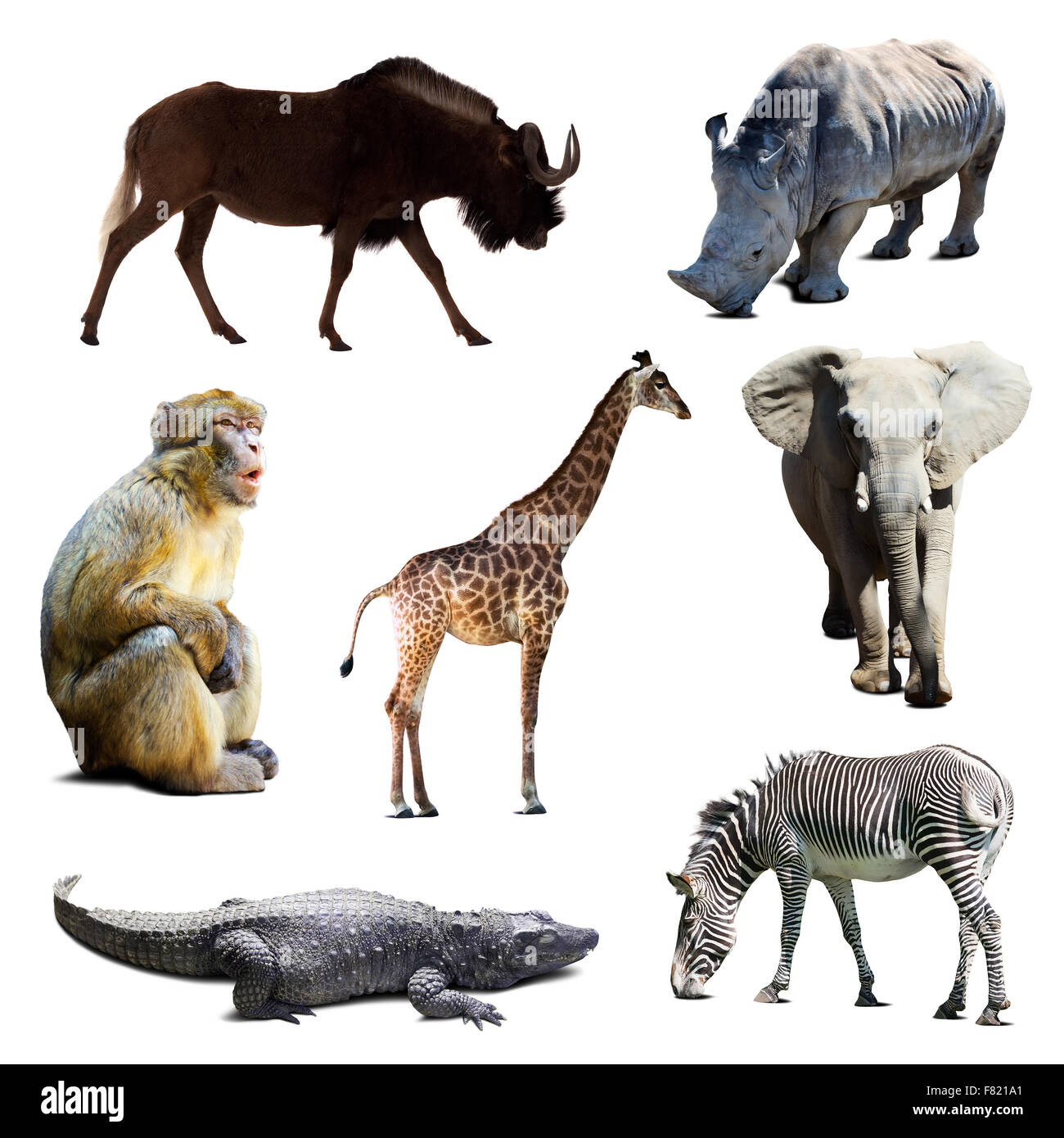 Set of african animals over white background Stock Photo - Alamy