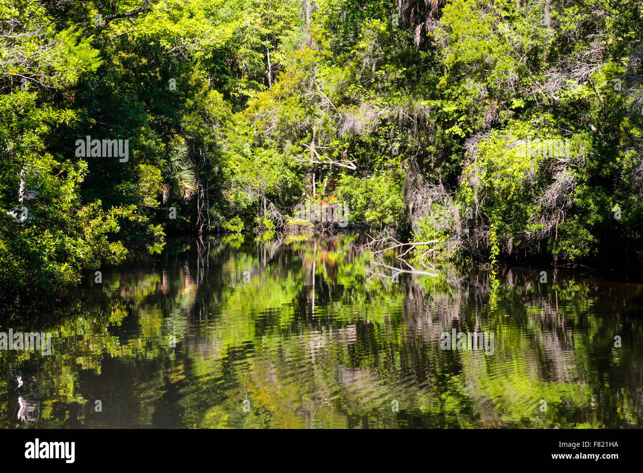 Pepper Creek swamp at Homosassa Springs in Florida Stock Photo - Alamy