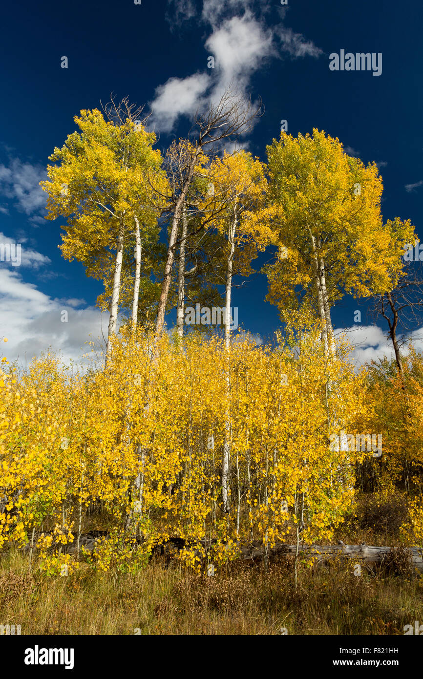 Aspen trees jackson hole hi-res stock photography and images - Alamy