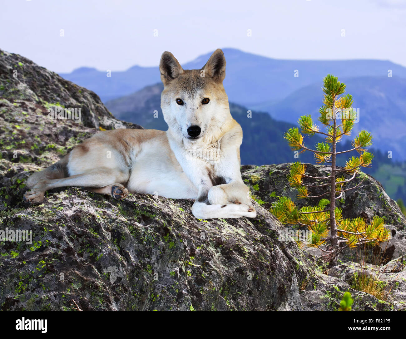 wolf lays on stone in wildness area Stock Photo - Alamy