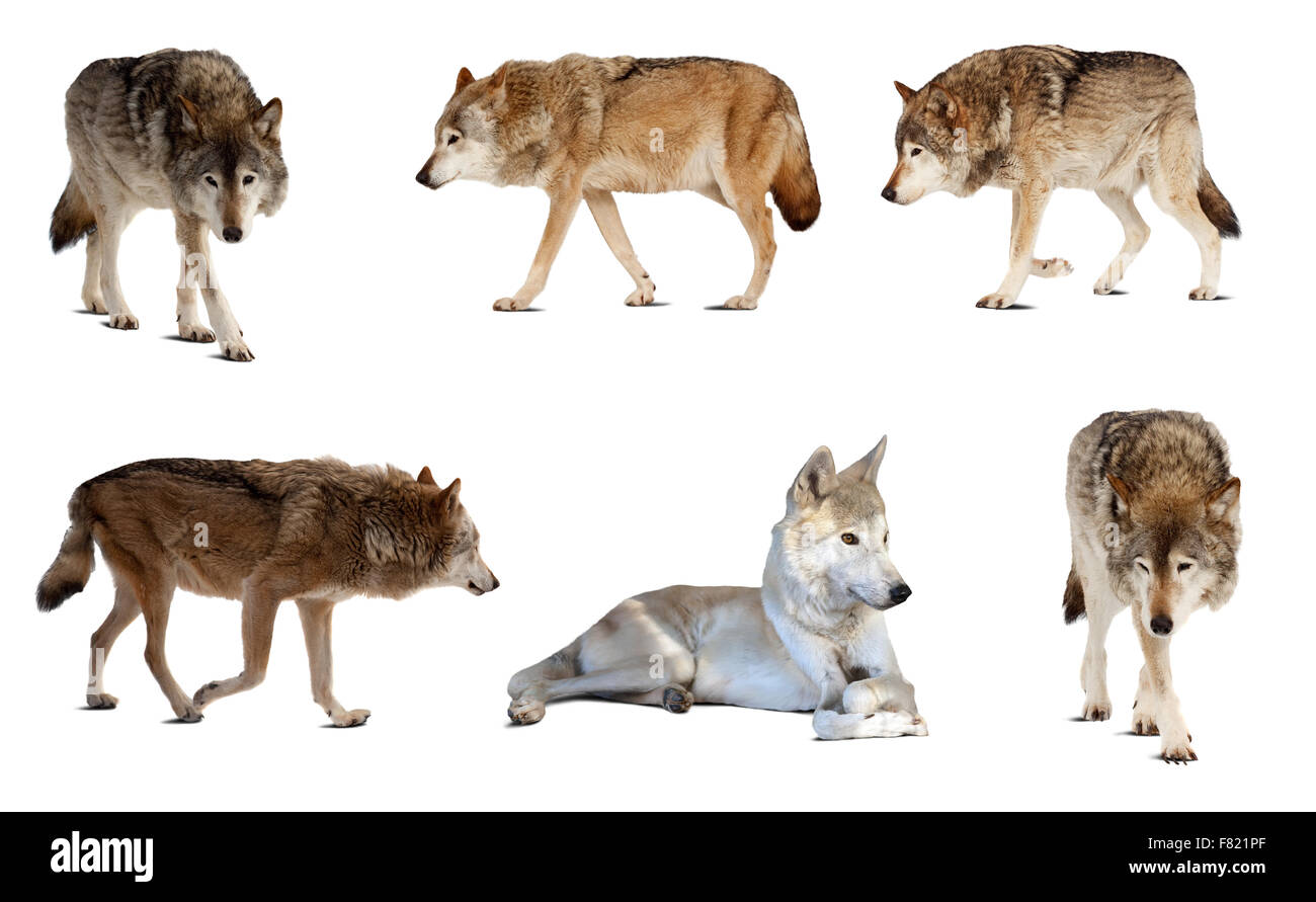 Set of few wolves. Isolated over white background with shade Stock ...