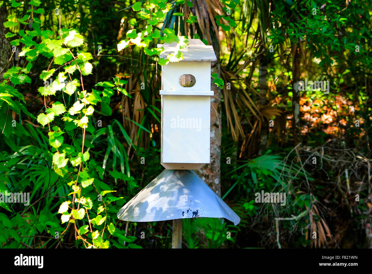 Bird nesting box with an anti-varmint collar seen in the swamps of ...