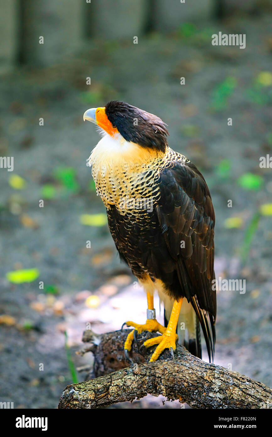 Family falconidae hi-res stock photography and images - Alamy