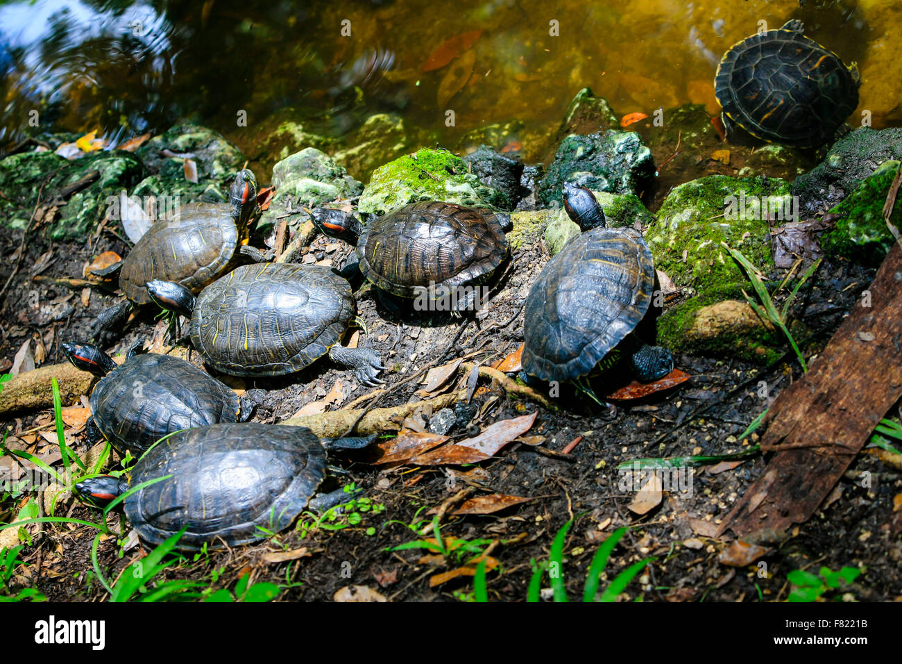 Florida freshwater Turtle, a native species to the swamps and ...