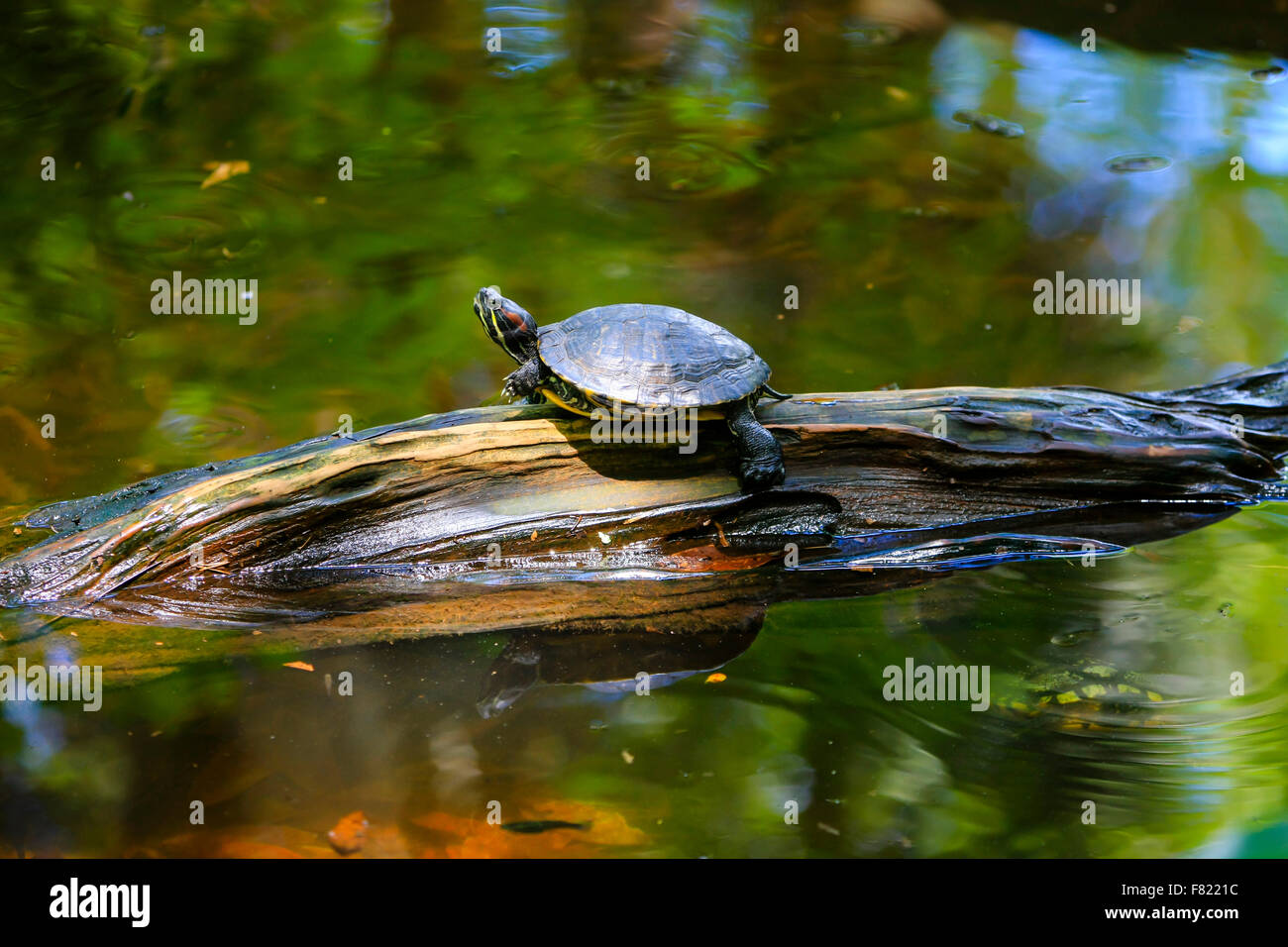 Florida freshwater Turtle, a native species to the swamps and ...