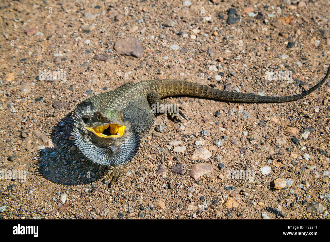 Eastern Bearded Dragon (Pogona barbata) is called 'bearded' because of ...