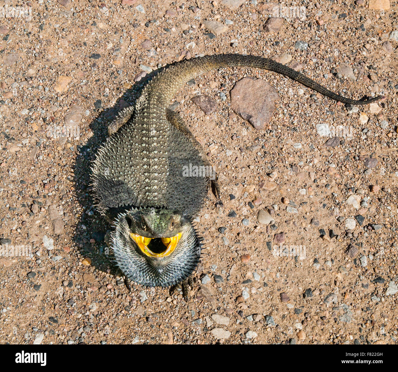 Eastern Bearded Dragon (Pogona barbata Stock Photo - Alamy