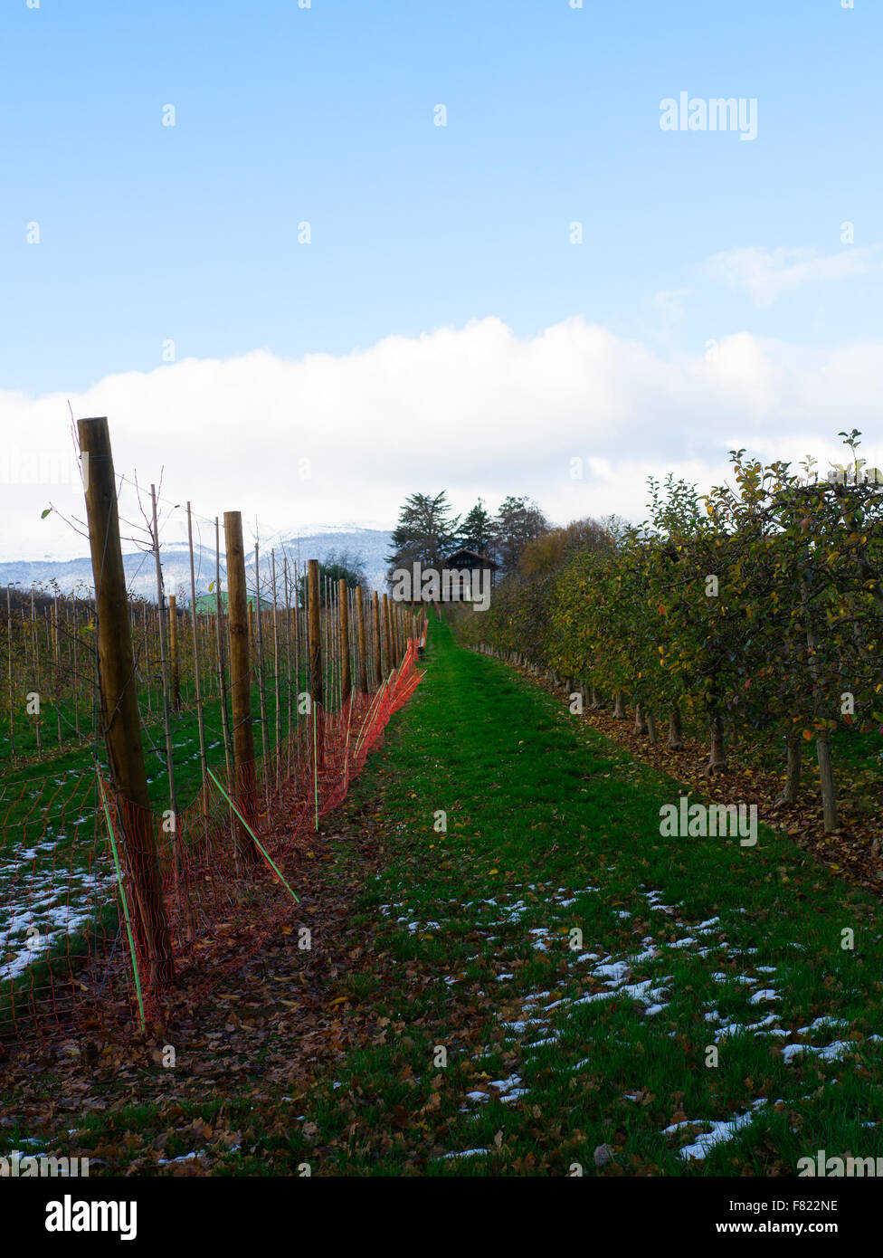 A pathway in Switzerland Stock Photo - Alamy