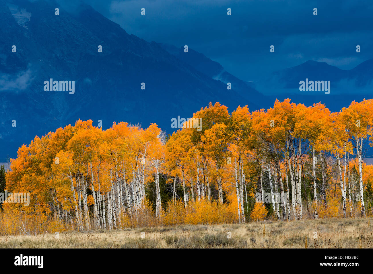 Autumn aspen trees decorating Jackson Hole, Grand Teton National Park ...