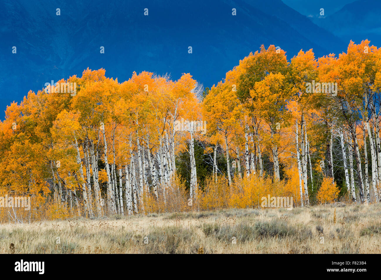 Aspen Trees Jackson Hole Wyoming High Resolution Stock Photography and ...