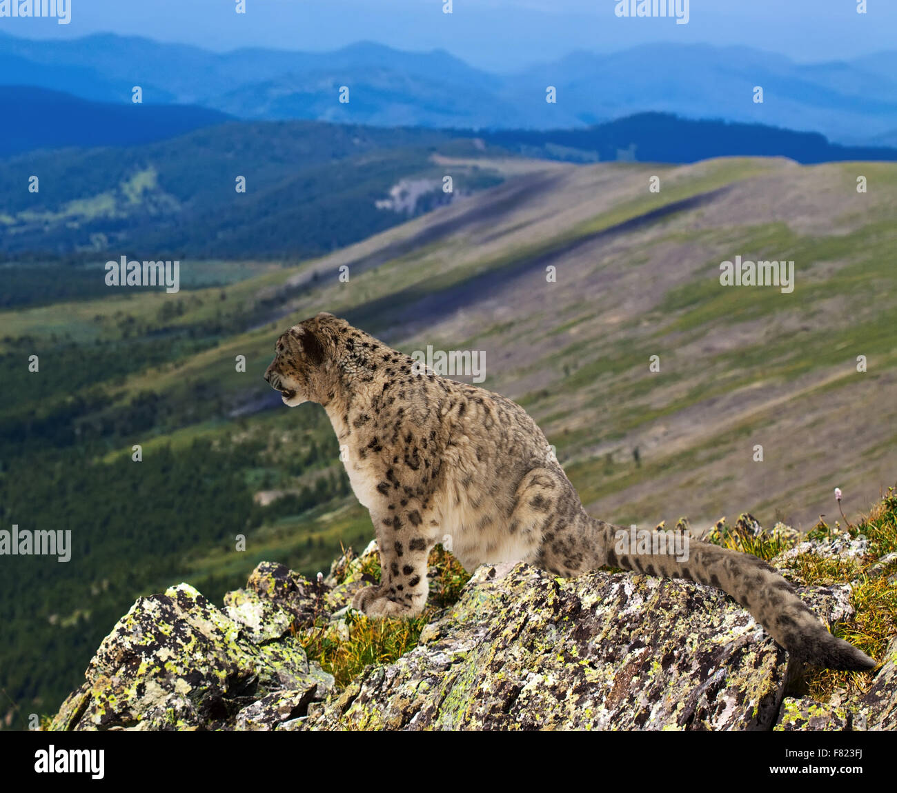 Snow leopard on rocky at wildness area Stock Photo - Alamy