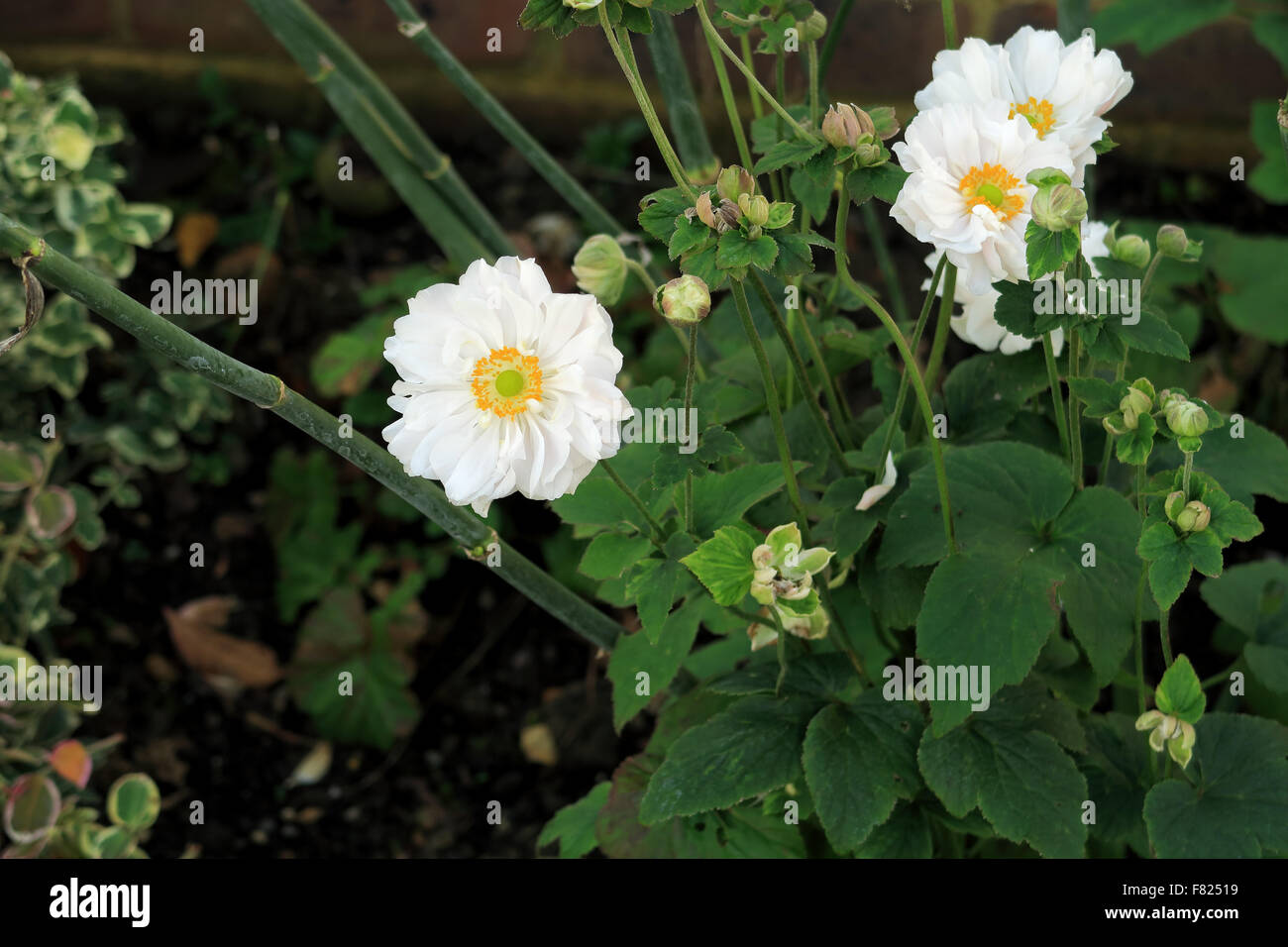 The beautiful white flower Anemone Lady White Stock Photo - Alamy