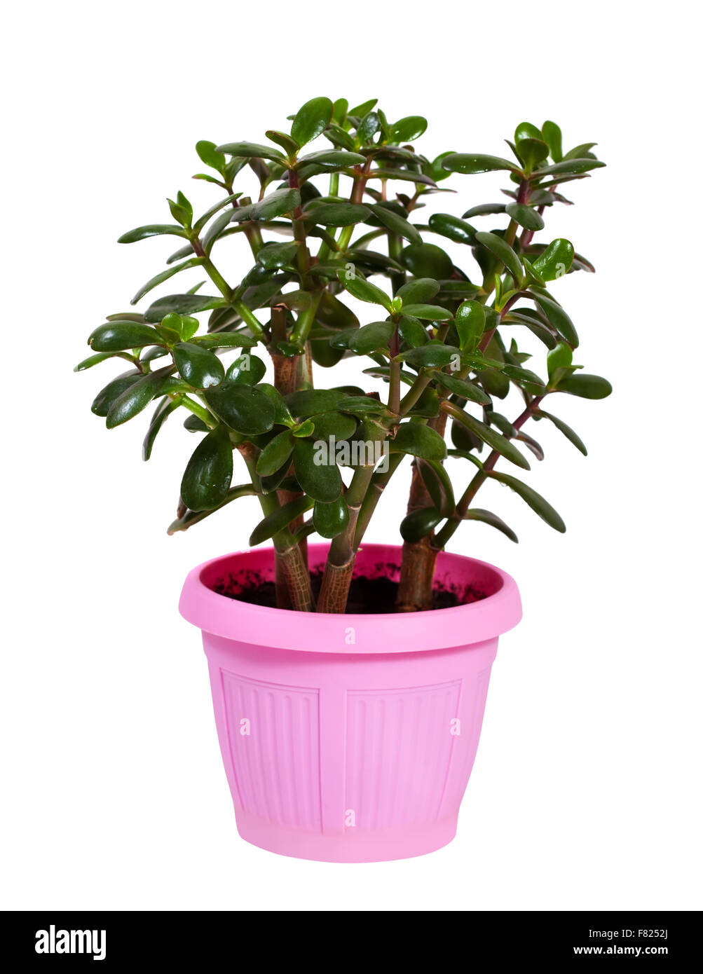 jade tree in pot. Isolated on white background Stock Photo - Alamy