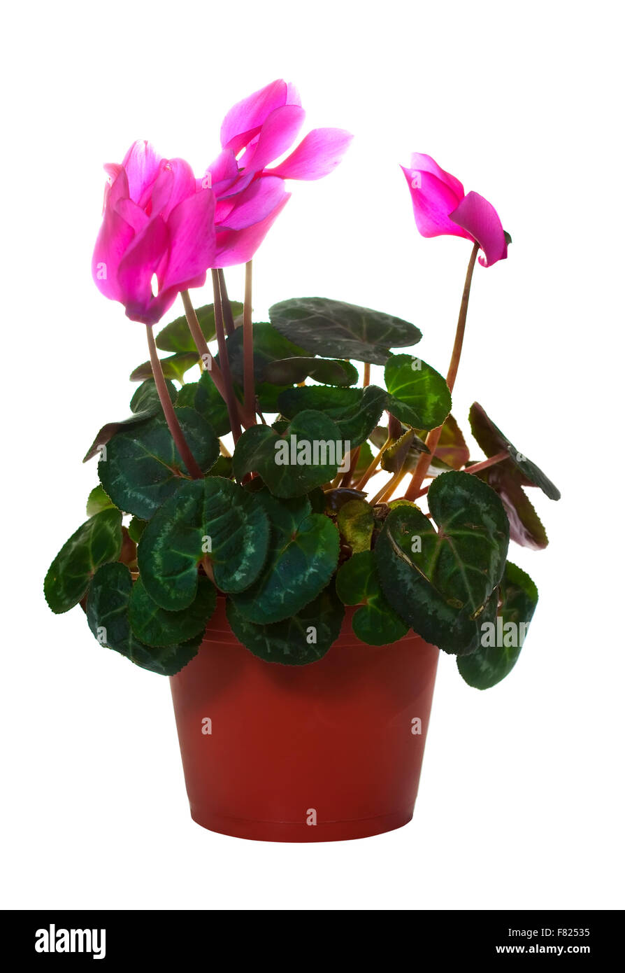 blooming cyclamen in pot. Isolated on white background Stock Photo - Alamy