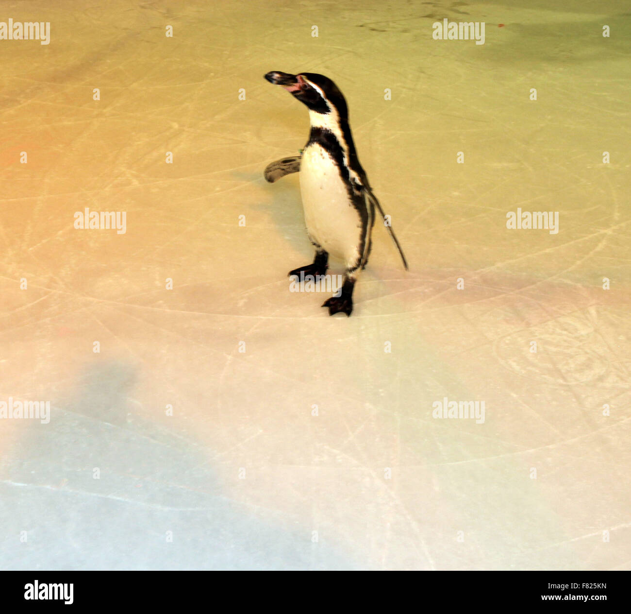 Friday 4th December 2015 Isle of Wight File pictures of Dippy - a ...