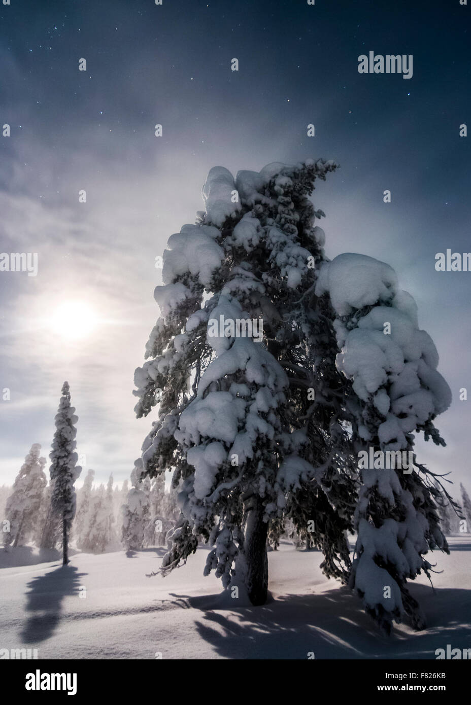 Moonlit Tree High Resolution Stock Photography and Images - Alamy