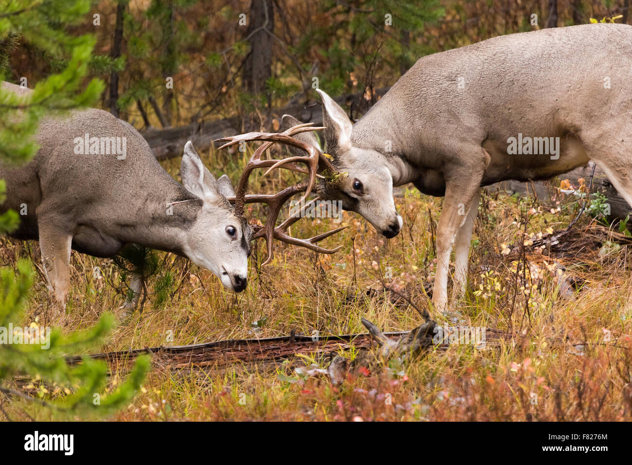 Mule Deer Buck Fighting