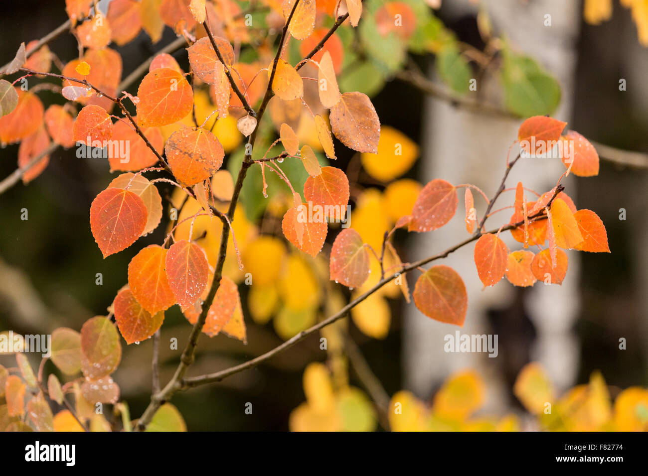 Dripping rain water hi-res stock photography and images - Alamy
