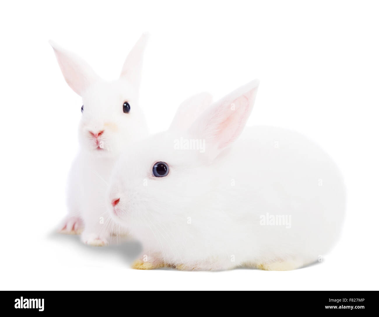 Two white rabbits. Isolated on white background Stock Photo - Alamy