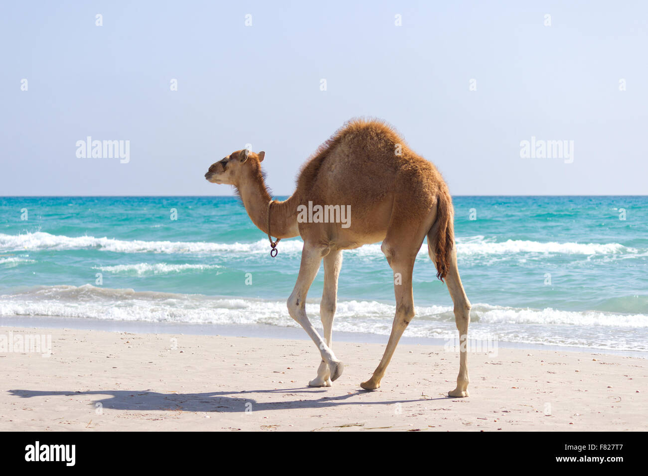 Camel sand hi-res stock photography and images - Alamy