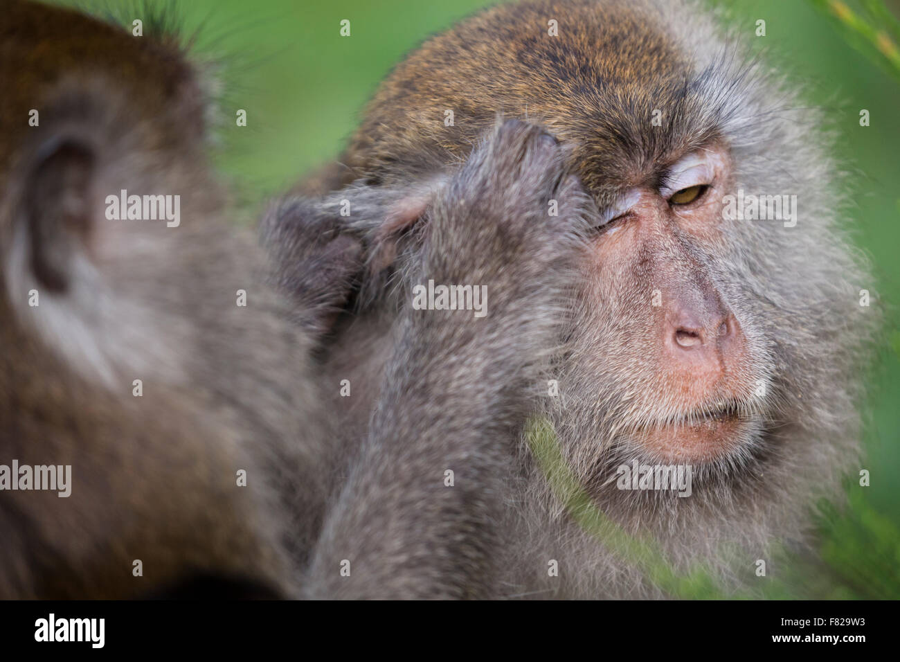 Crab-eating macaques (Macaca fascicularis) grooming Stock Photo - Alamy