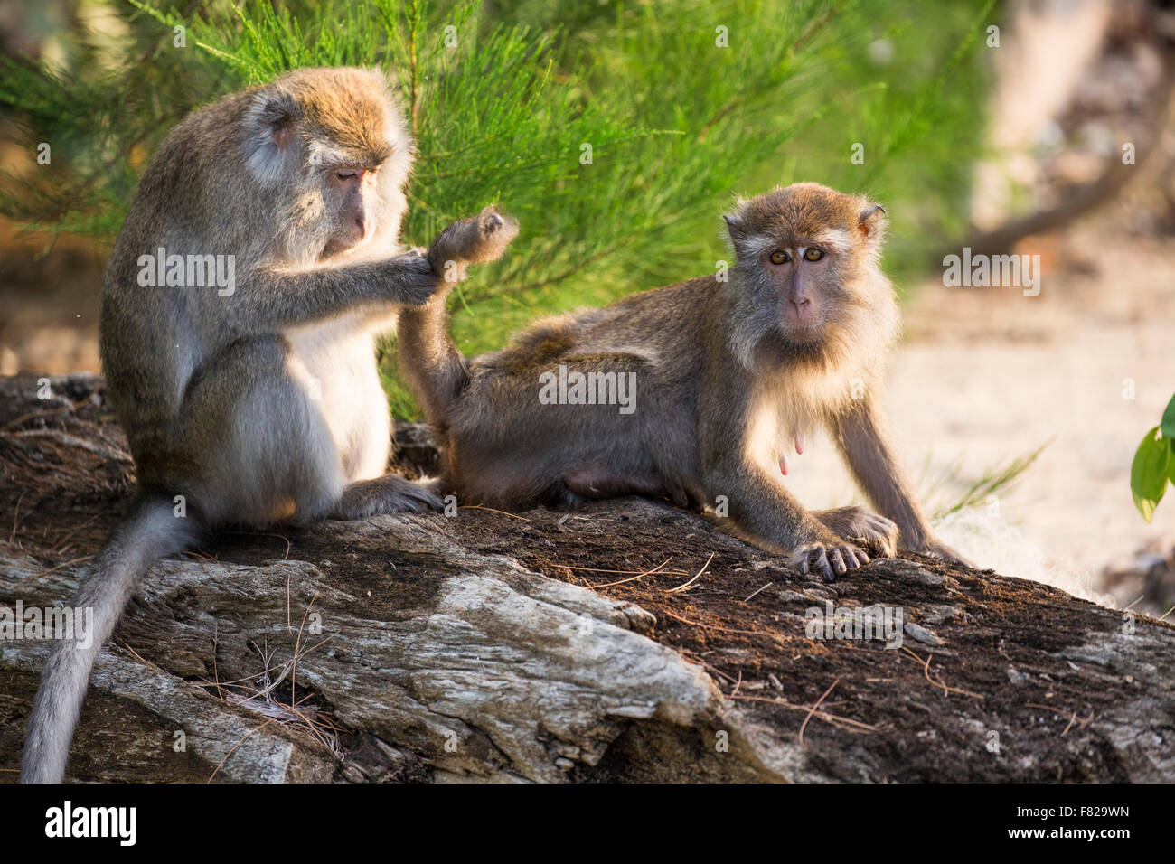 Crab eating macaques hi-res stock photography and images - Alamy