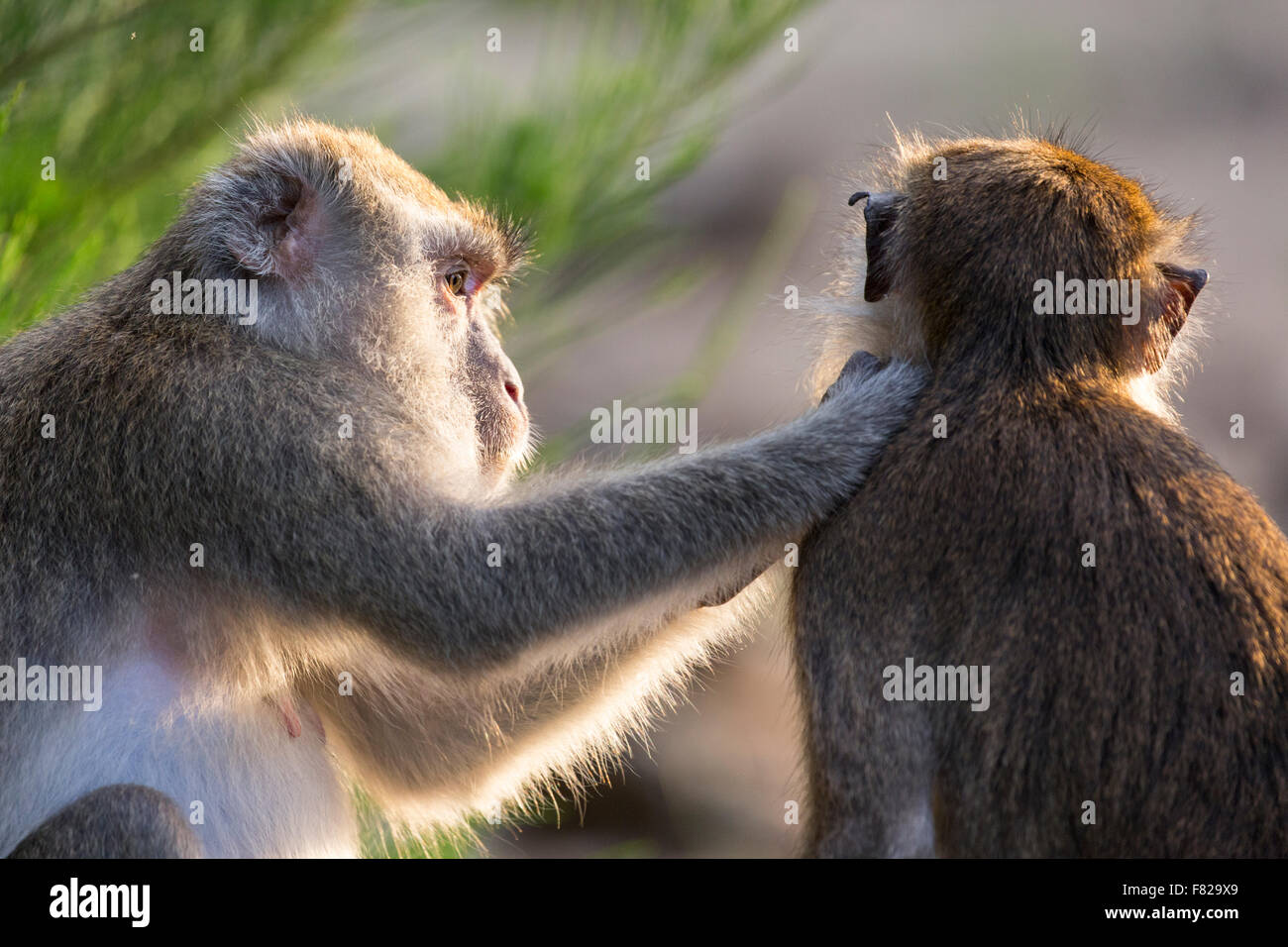 Crab-eating macaques (Macaca fascicularis) grooming Stock Photo - Alamy