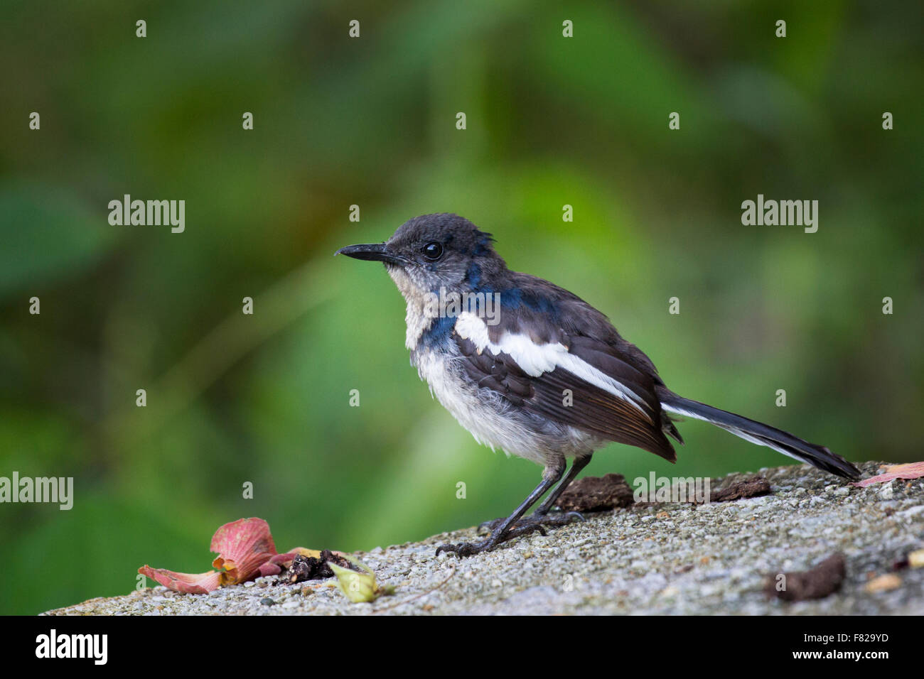 Black winged flycatcher shrike hemipus hirundinaceus hi-res stock ...