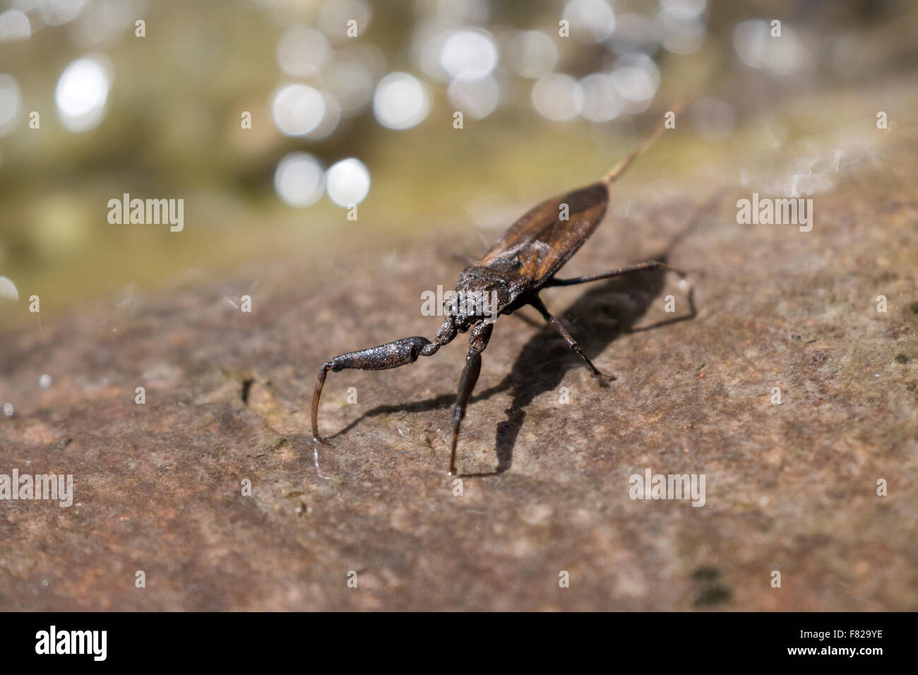 Hemipteran bug hi-res stock photography and images - Alamy