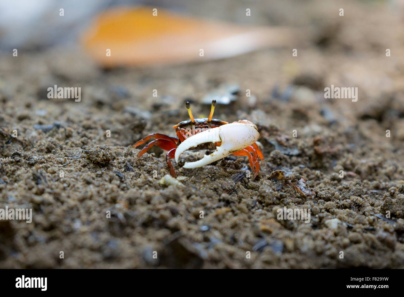 Ring-legged Fiddler Crab (Uca annulipes Stock Photo - Alamy