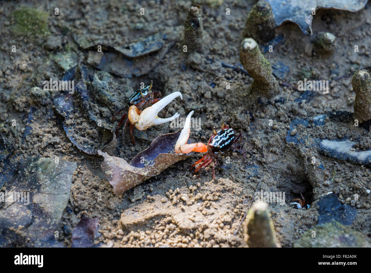 2 male ring-legged fiddler crabs (Uca annulipes) fight Stock Photo - Alamy