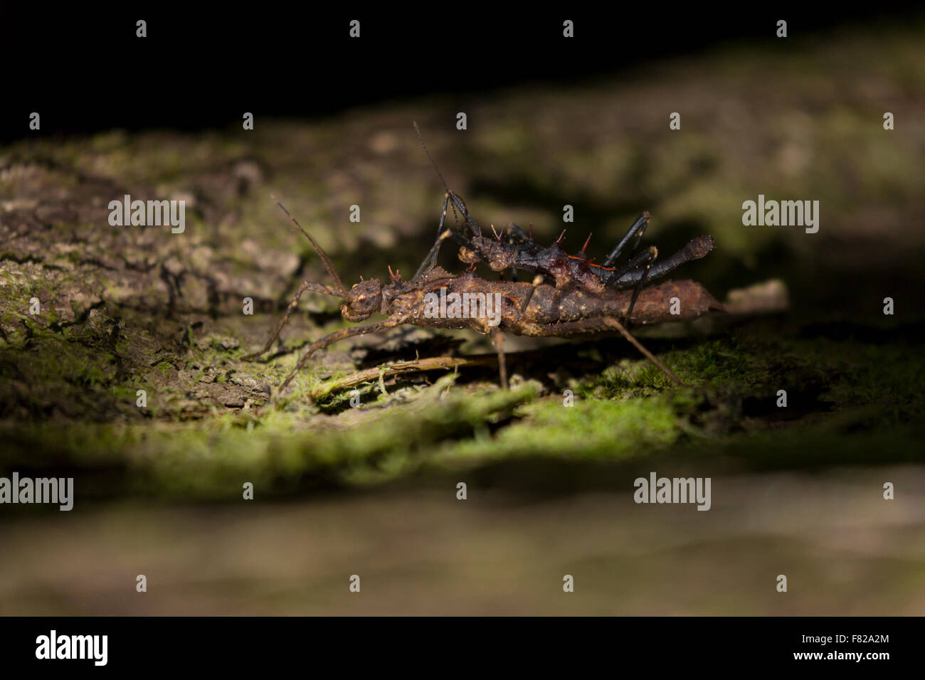 Mating stick insects hi-res stock photography and images - Alamy