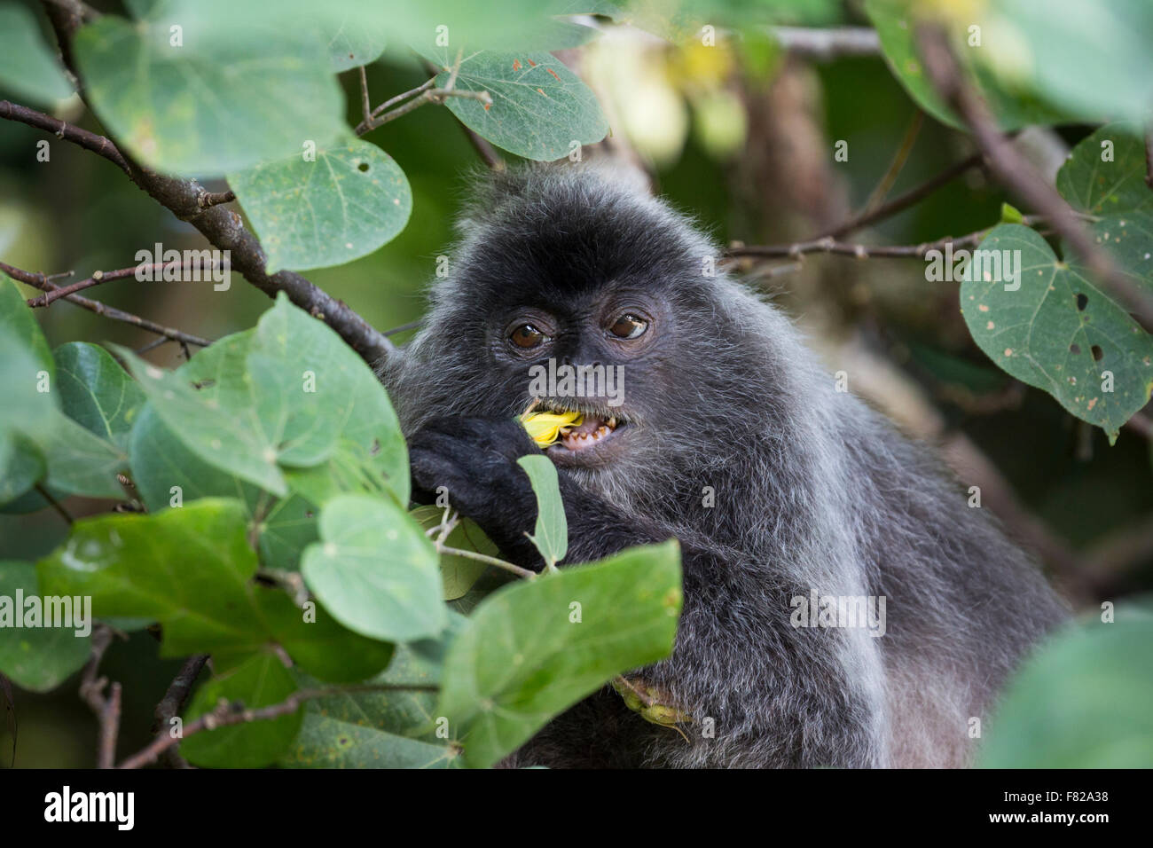 A silvery langur (Trachypithecus cristatus) feeding on flowers Stock ...