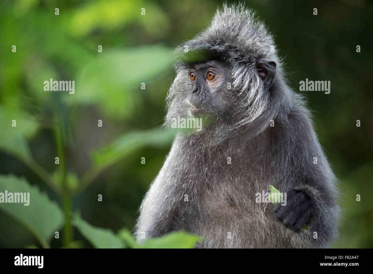A silvery langur (Trachypithecus cristatus) feeding on leaves Stock ...