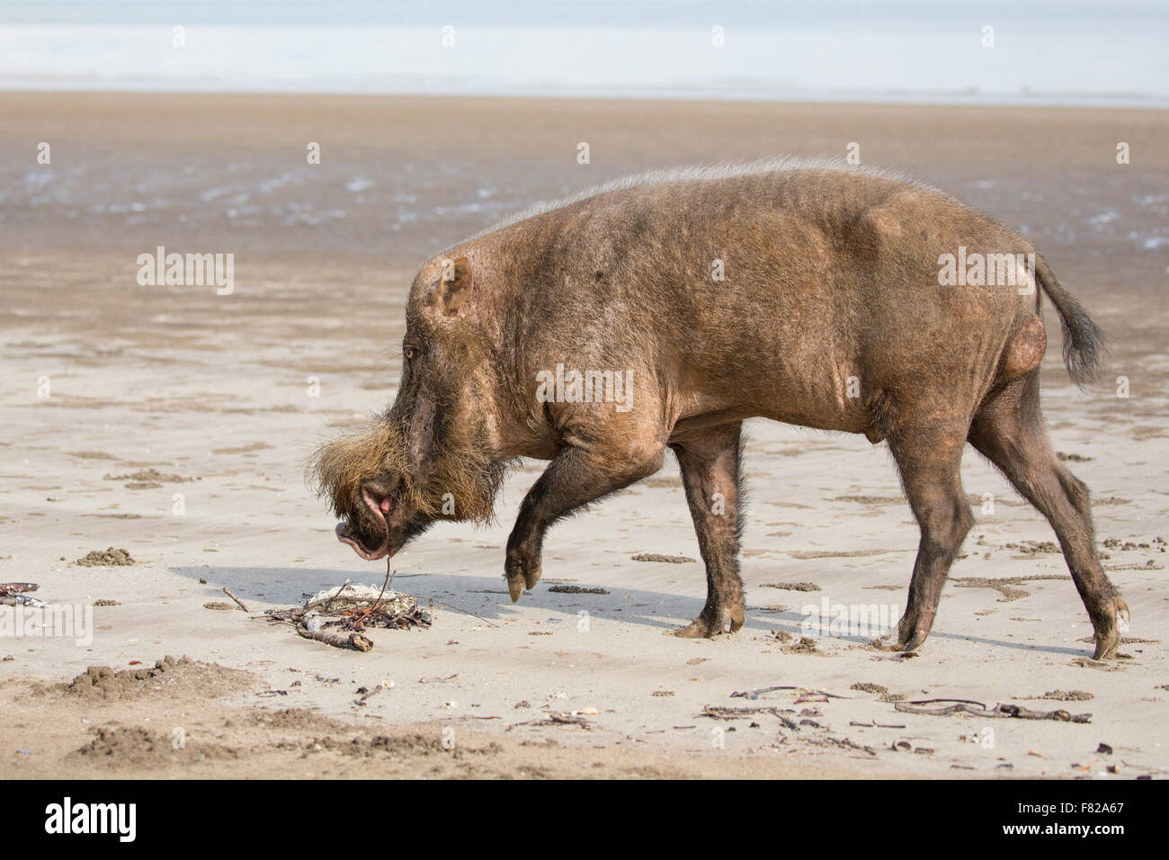 Large male Bornean bearded pig (Sus barbatus) foraging on a beach Stock ...