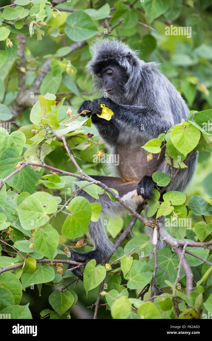 A silvery langur (Trachypithecus cristatus) feeding on flowers Stock ...