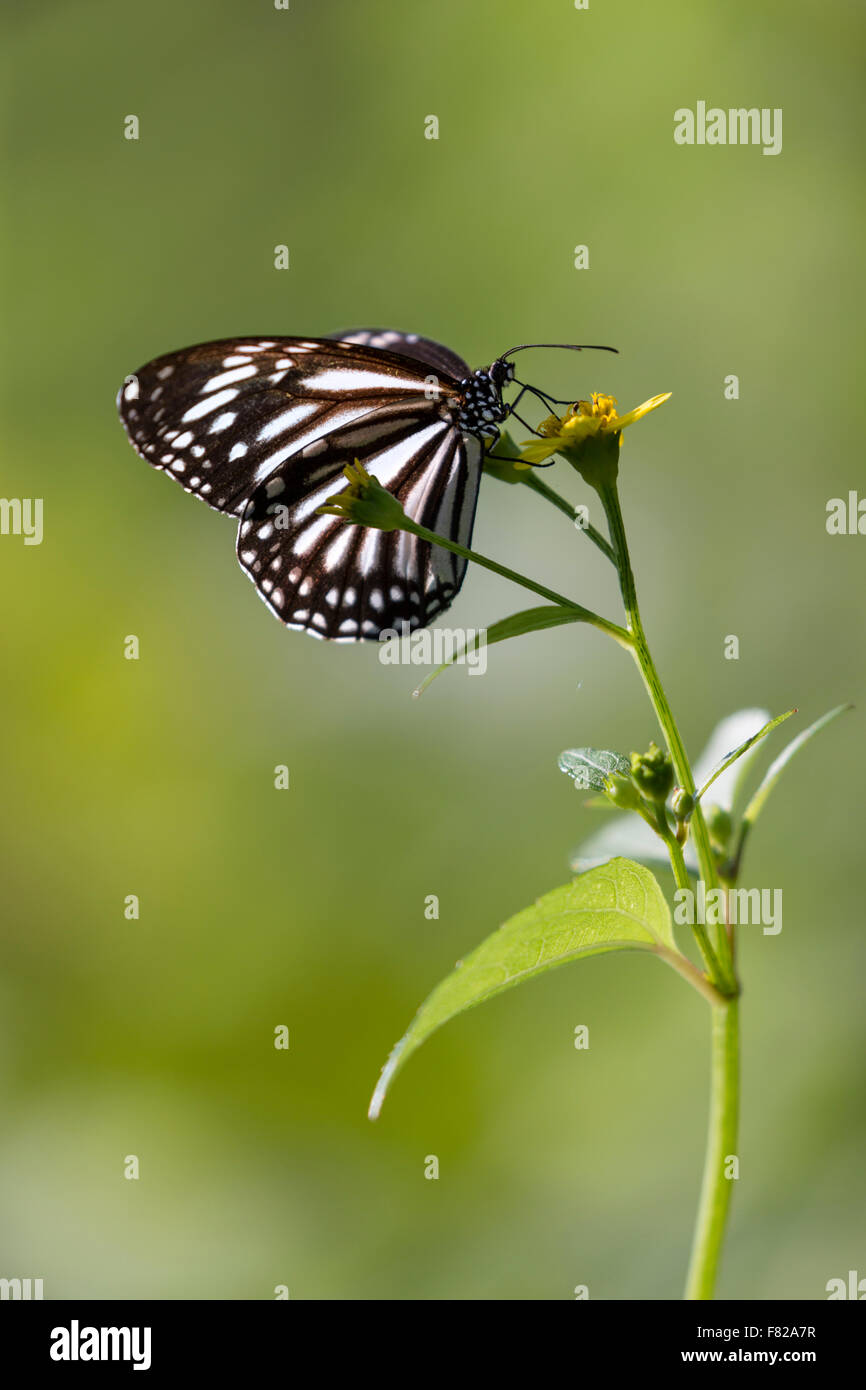 Common Mime (Papilio clytia) feeding on a flower Stock Photo - Alamy