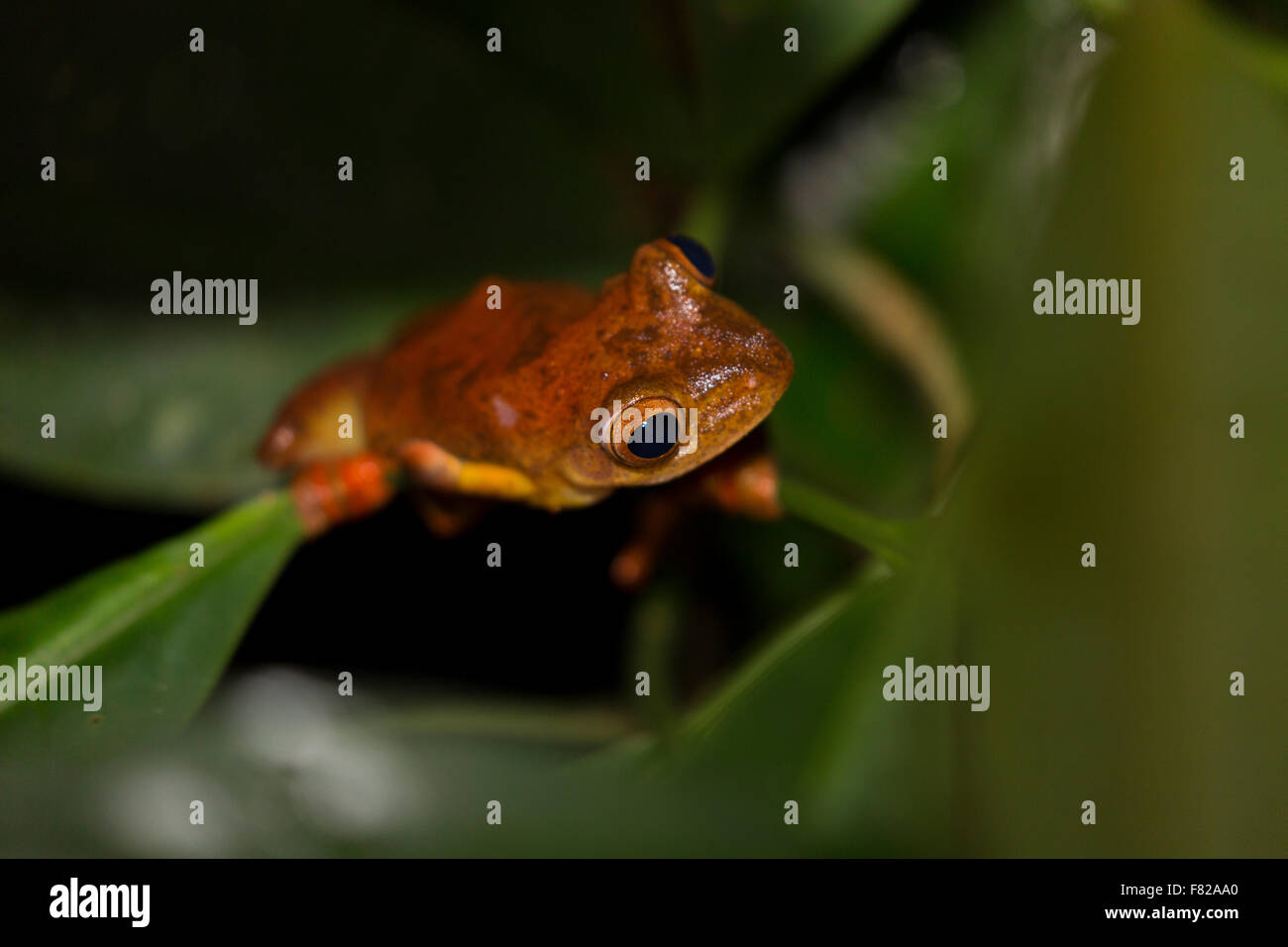 Harlequin tree frog (Rhacophorus pardalis Stock Photo - Alamy